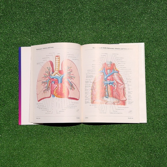 Anatomy of the Thorax | Office | Anatomy Of The Thorax Human Anatomy ...
